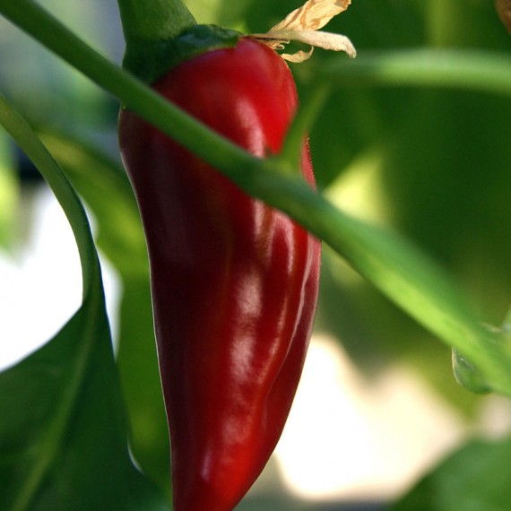 Textile Dyes & Pigments - DyStar